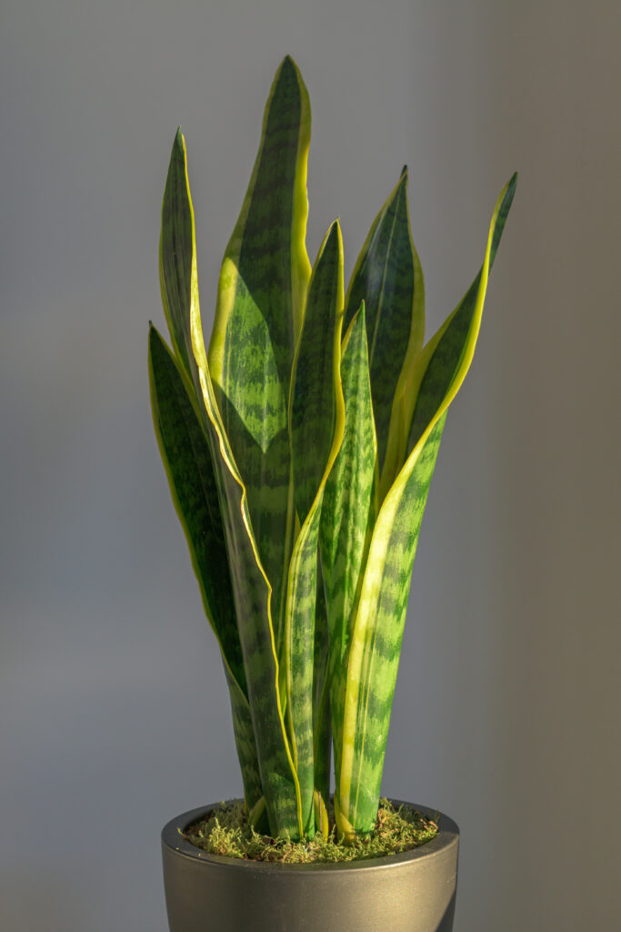 Sansevieria 'Laurentii' - Plants To Your Door