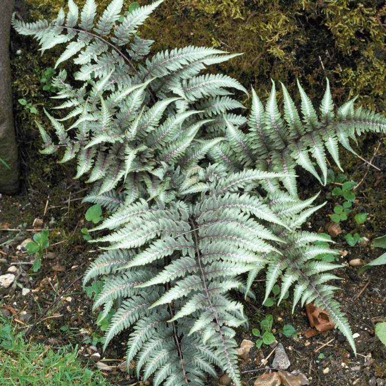 Athyrium Niponicum Pictum ‘Metallicum’ – Plants To Your Door