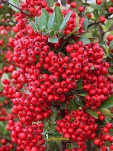 Pyracantha 'Saphyr Rouge' - Plants To Your Door