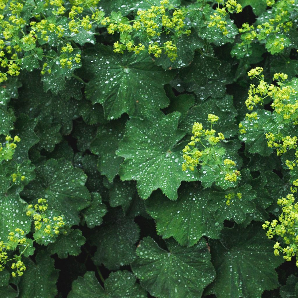 Alchemilla Mollis 'Auslese' - Plants To Your Door