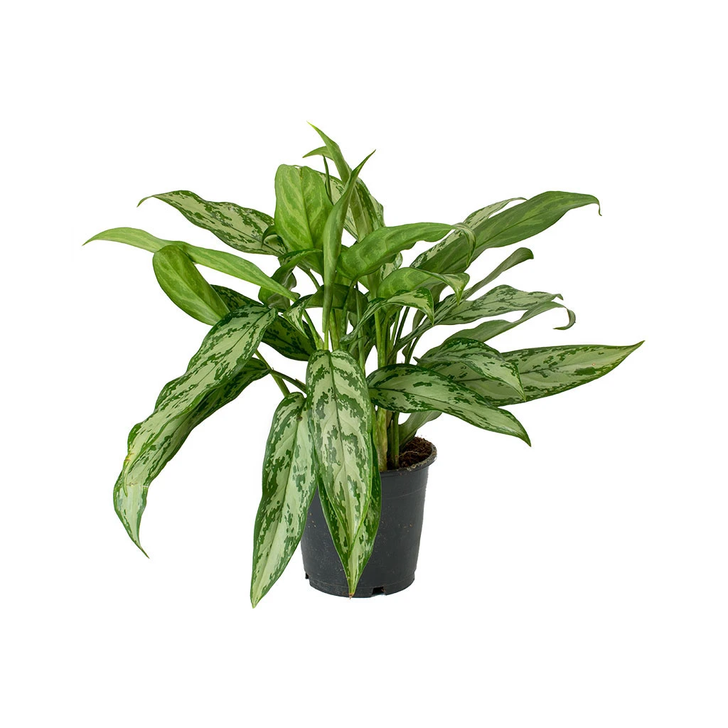 Aglaonema 'Silver Queen' - Plants To Your Door