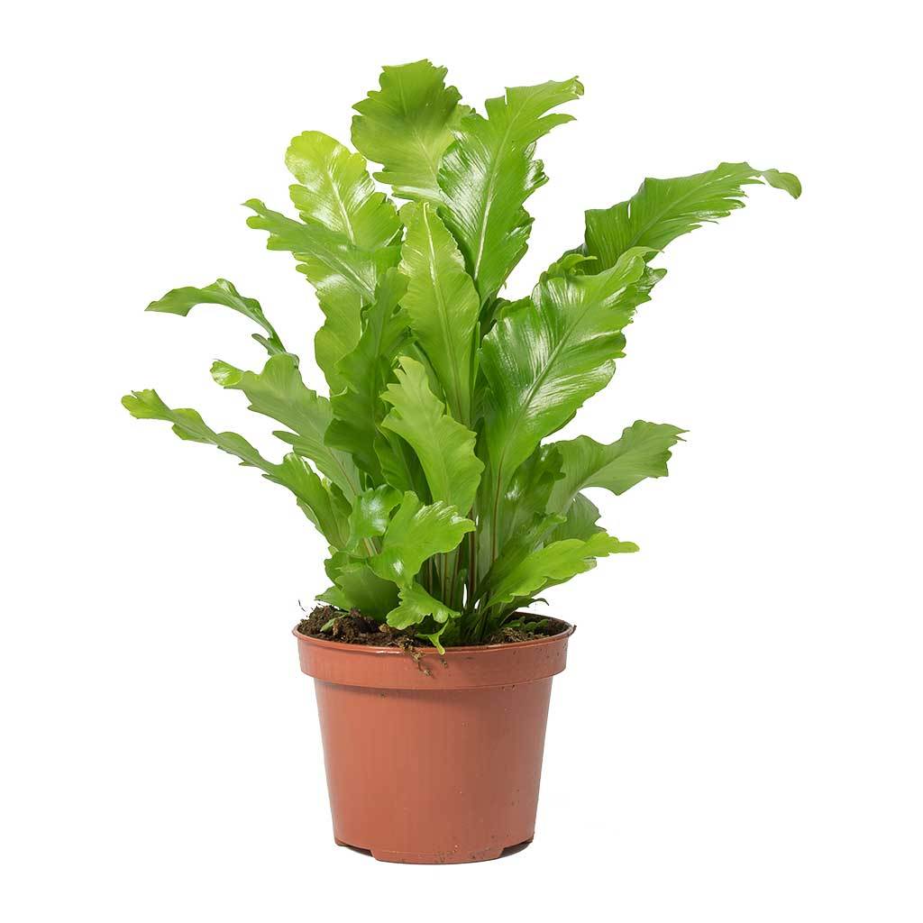 Asplenium Nidus – Plants To Your Door