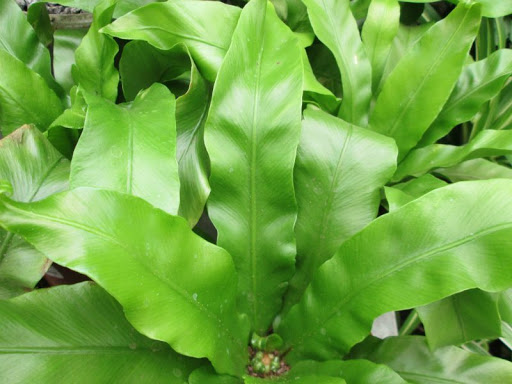 Asplenium Nidus – Plants To Your Door