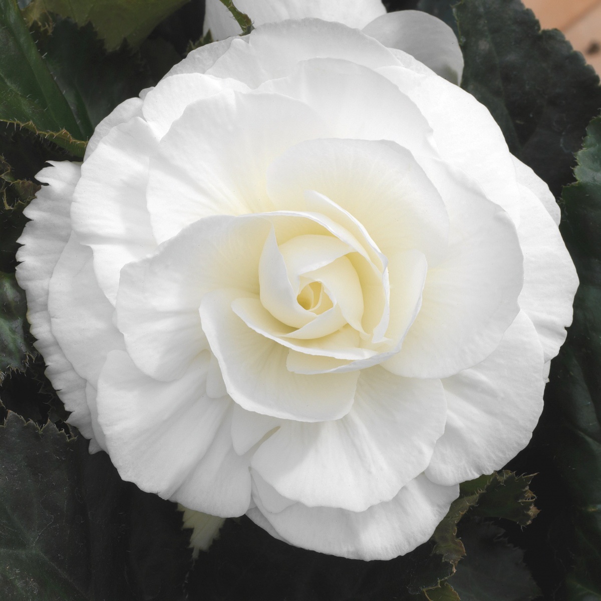 Begonia – Double White – Plants To Your Door