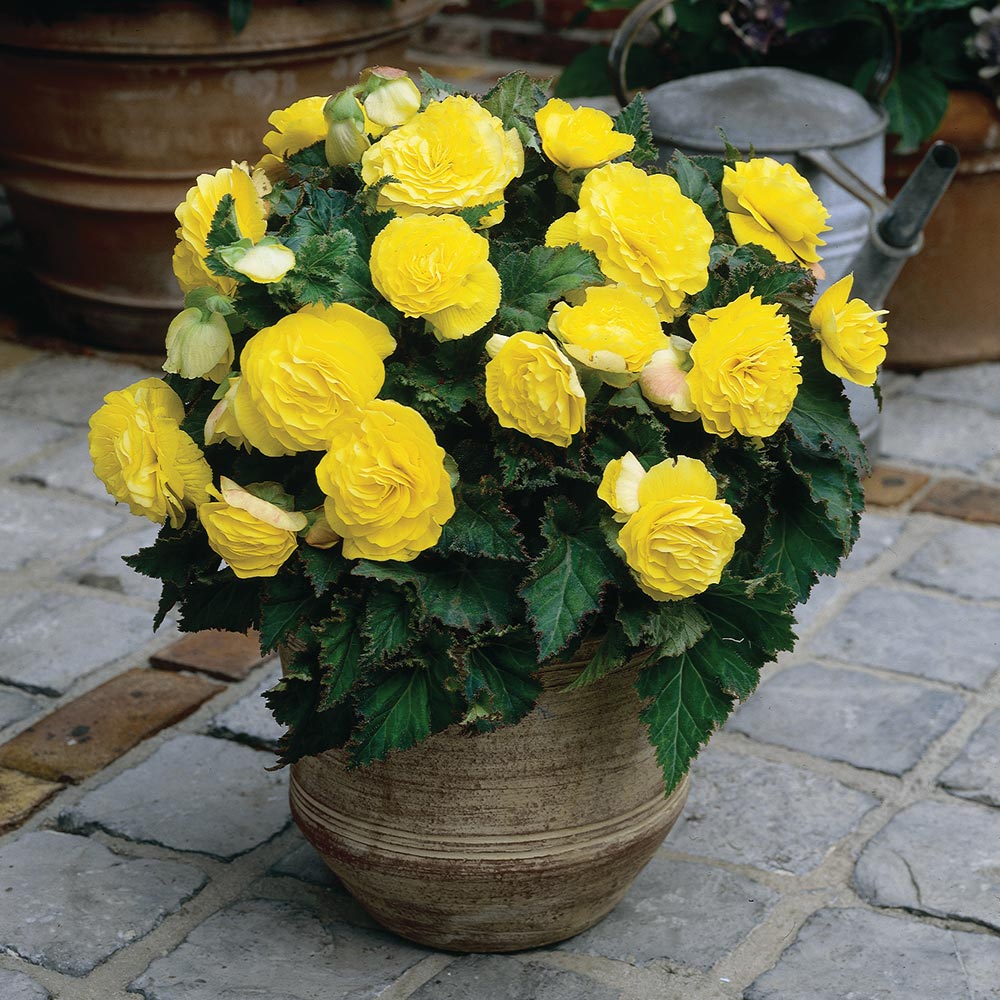 Begonia – Non Stop – Yellow – Plants To Your Door