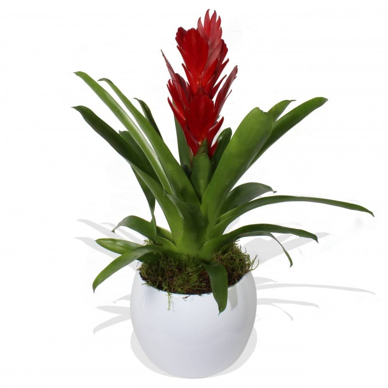 Vriesea Splendens - Plants To Your Door