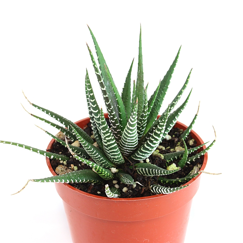 Haworthia Fasciata - Plants To Your Door