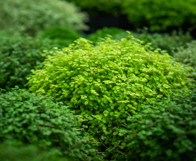 Soleirolia Soleirolii – Plants To Your Door