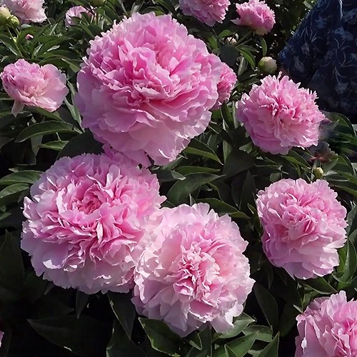 Paeonia - Pink - Plants To Your Door